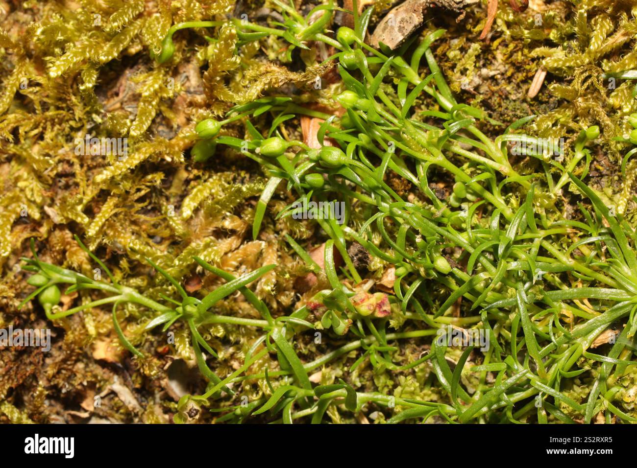 Procumbent Pearlwort (Sagina procumbens Stock Photo - Alamy
