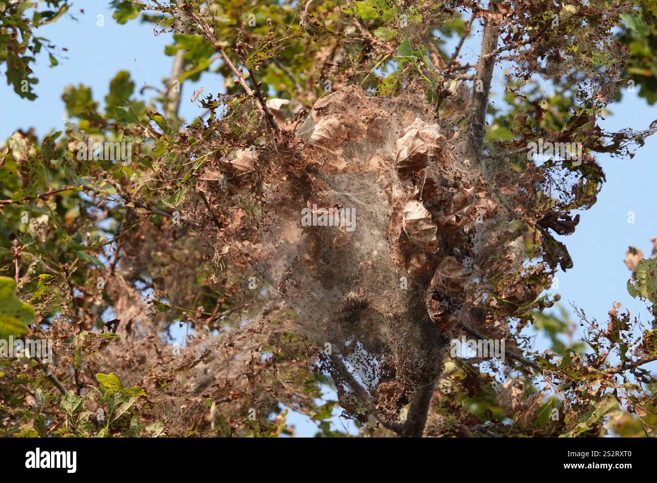 Fall Webworm Moth (Hyphantria cunea Stock Photo - Alamy