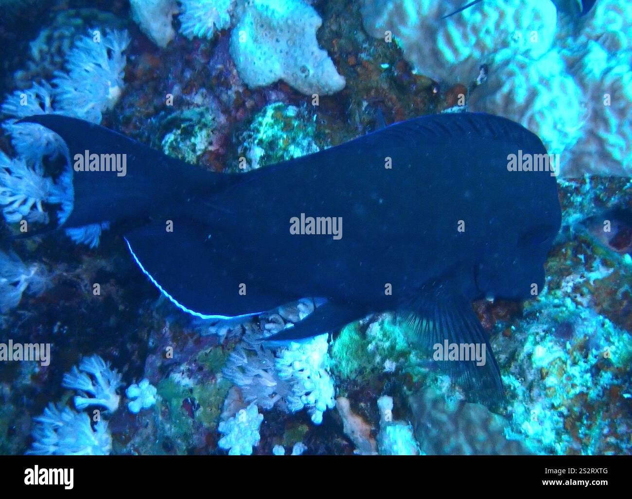 Dusky Surgeonfish (Acanthurus nigrofuscus Stock Photo - Alamy