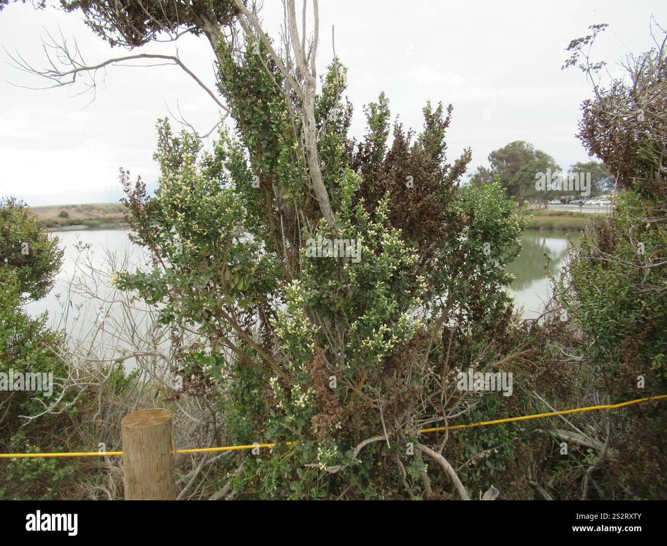Chaparral Coyote Brush (Baccharis pilularis consanguinea Stock Photo ...