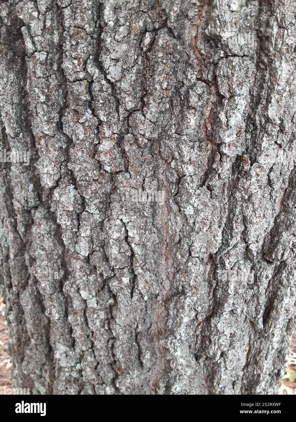 southern red oak (Quercus falcata Stock Photo - Alamy
