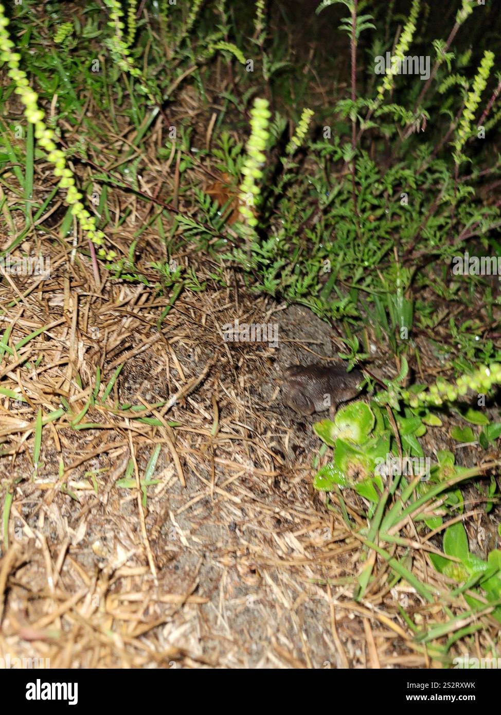 Eastern Spadefoot (Scaphiopus holbrookii Stock Photo - Alamy