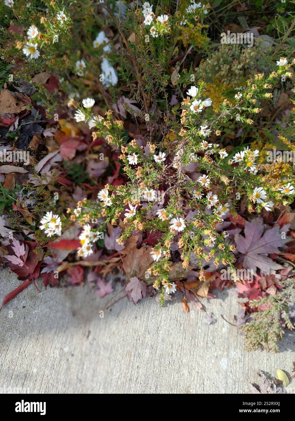 hairy white oldfield aster (Symphyotrichum pilosum Stock Photo - Alamy