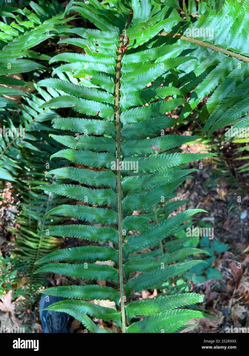 western sword fern (Polystichum munitum Stock Photo - Alamy