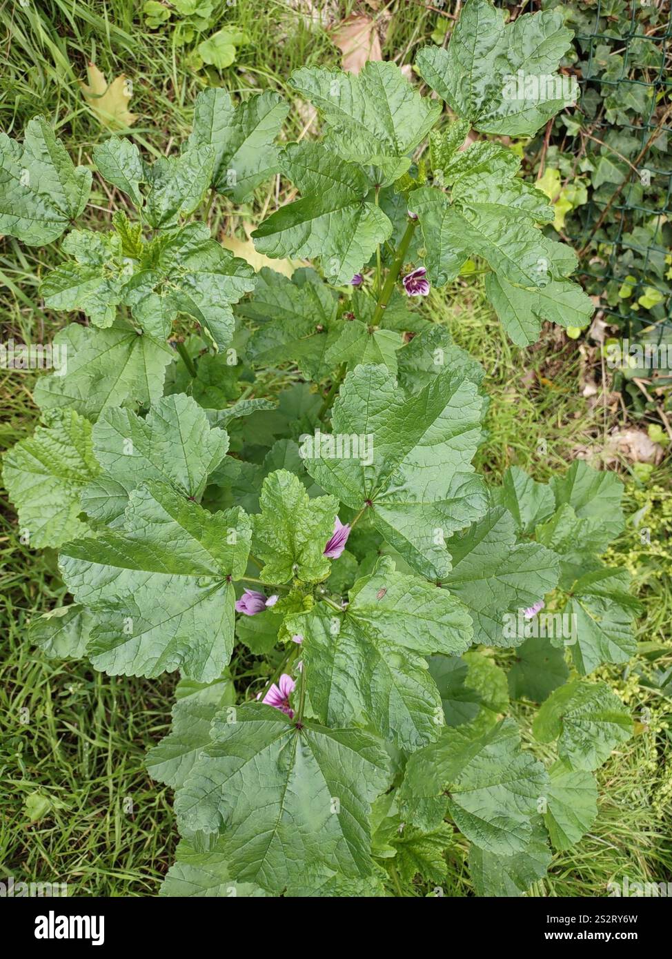 Common Mallow (Malva sylvestris Stock Photo - Alamy