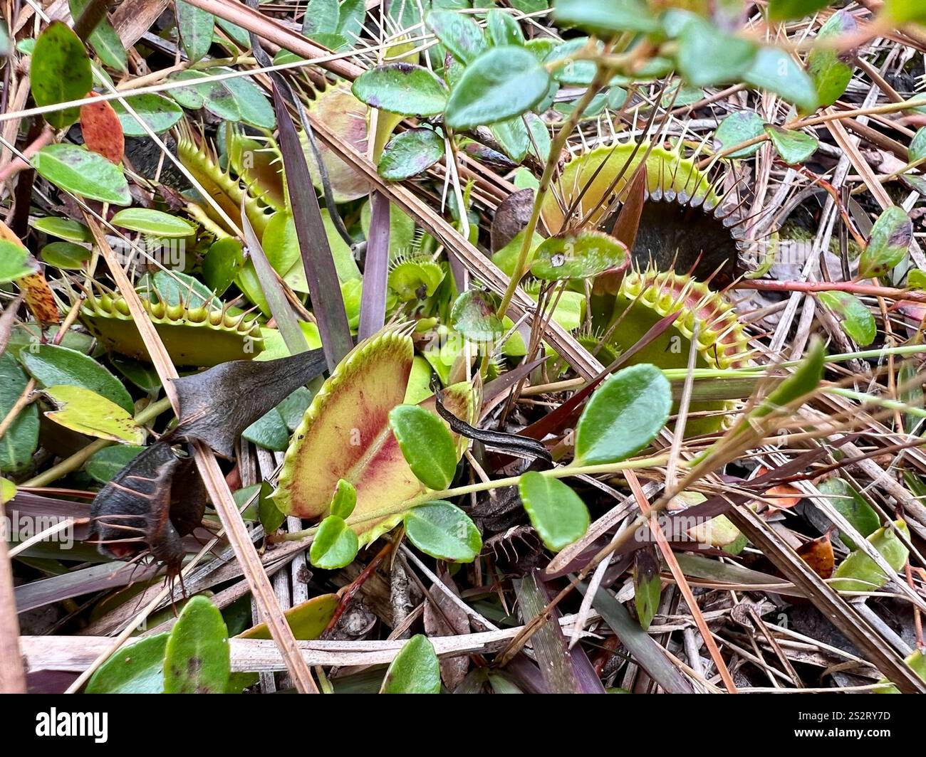 Venus flytrap (Dionaea muscipula Stock Photo - Alamy