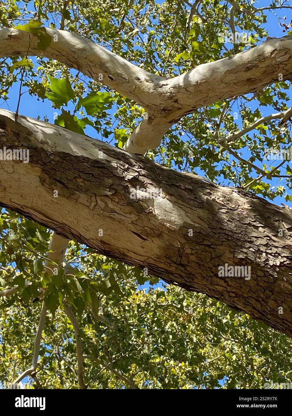American sycamore (Platanus occidentalis Stock Photo - Alamy