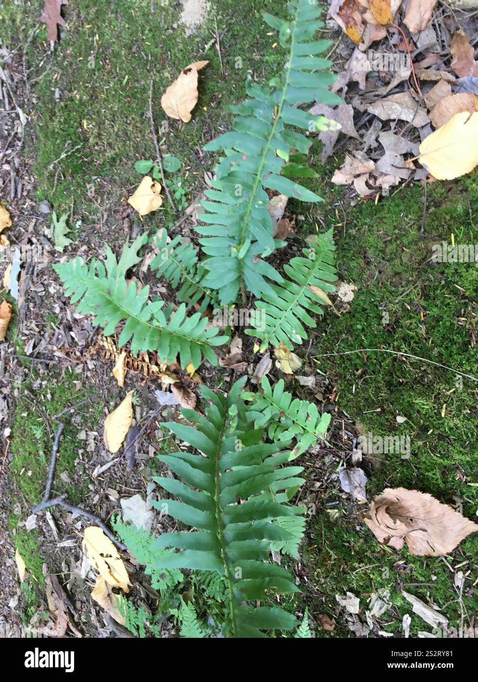 Christmas fern (Polystichum acrostichoides Stock Photo - Alamy
