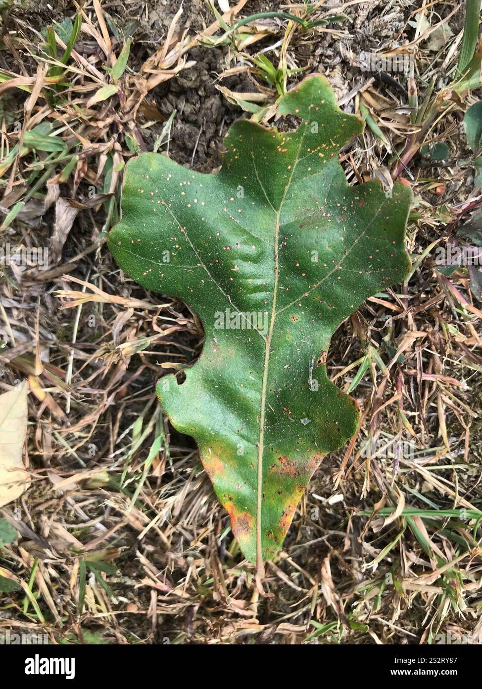 post oak (Quercus stellata Stock Photo - Alamy