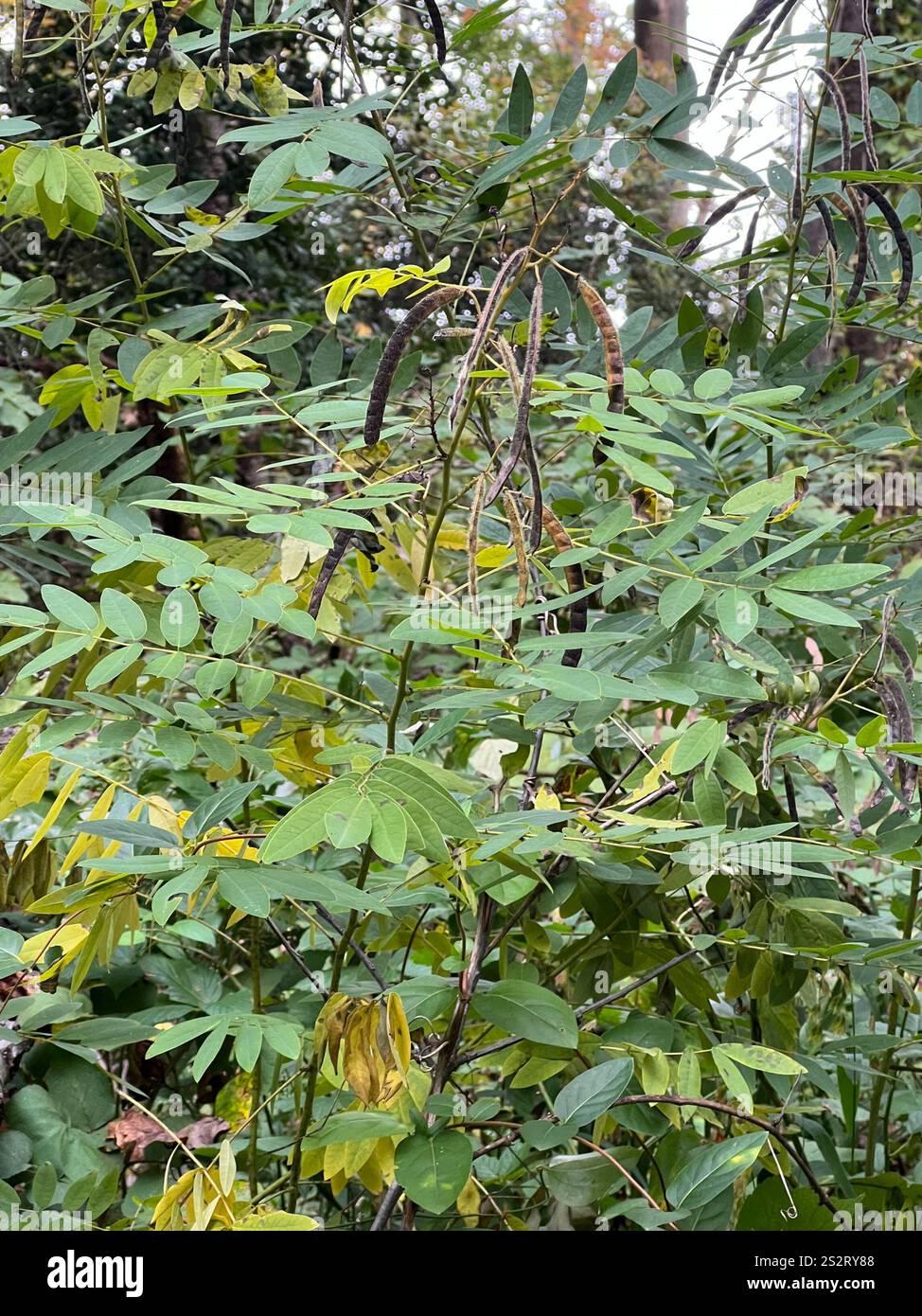 American senna (Senna hebecarpa Stock Photo - Alamy