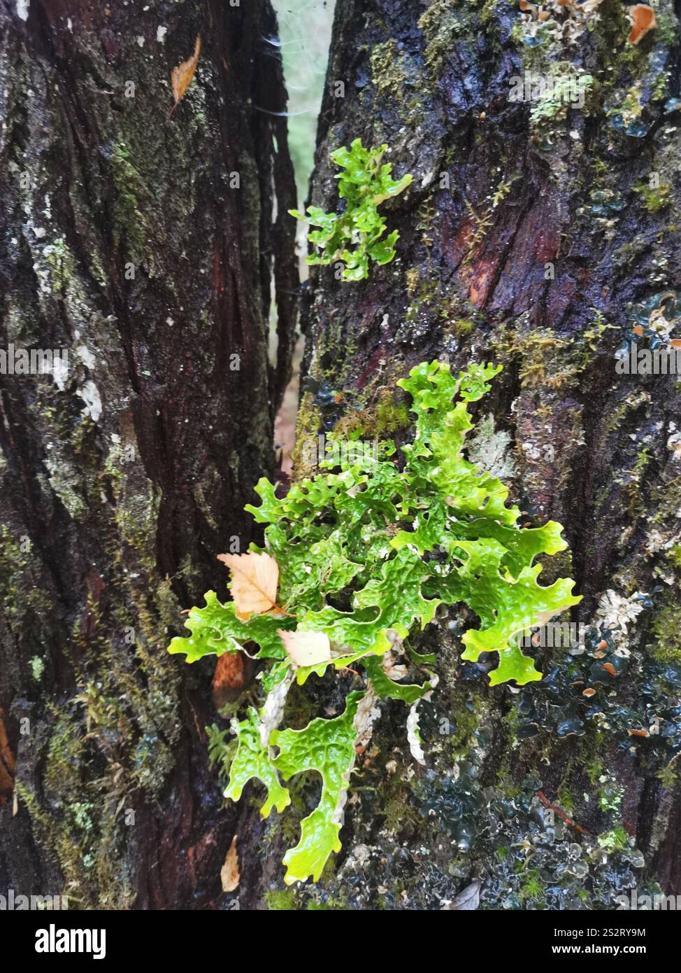 Tree Lungwort (Lobaria pulmonaria Stock Photo - Alamy
