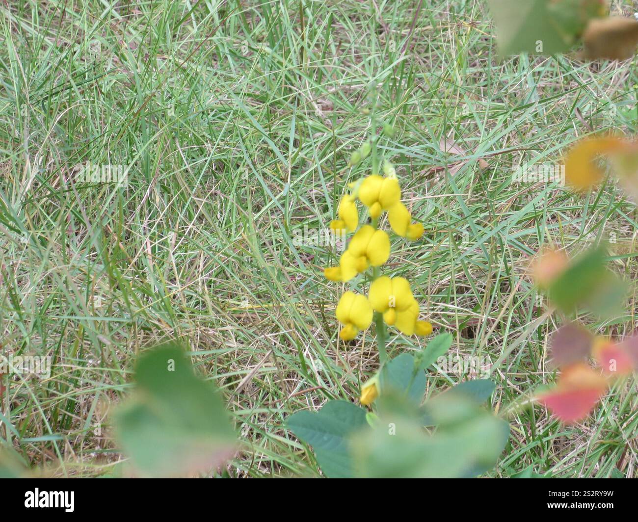 Showy Rattlebox (Crotalaria spectabilis Stock Photo - Alamy