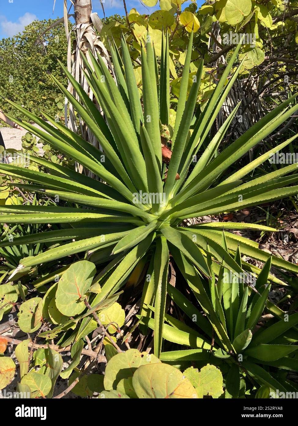 century plants (Agave Stock Photo - Alamy