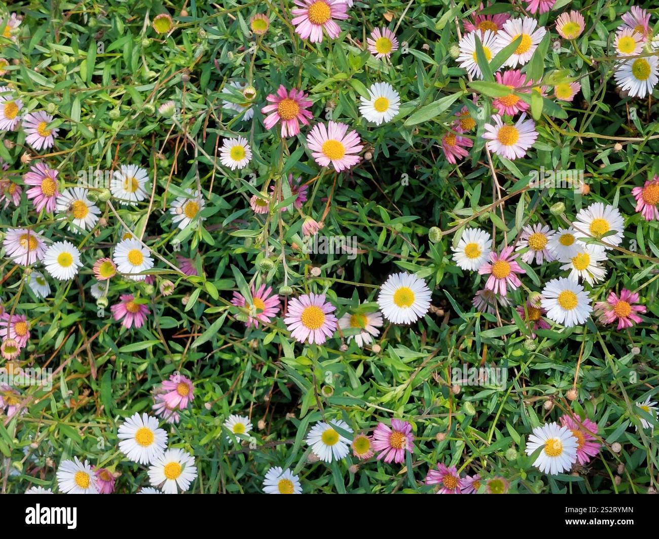 Mexican Fleabane (Erigeron karvinskianus Stock Photo - Alamy