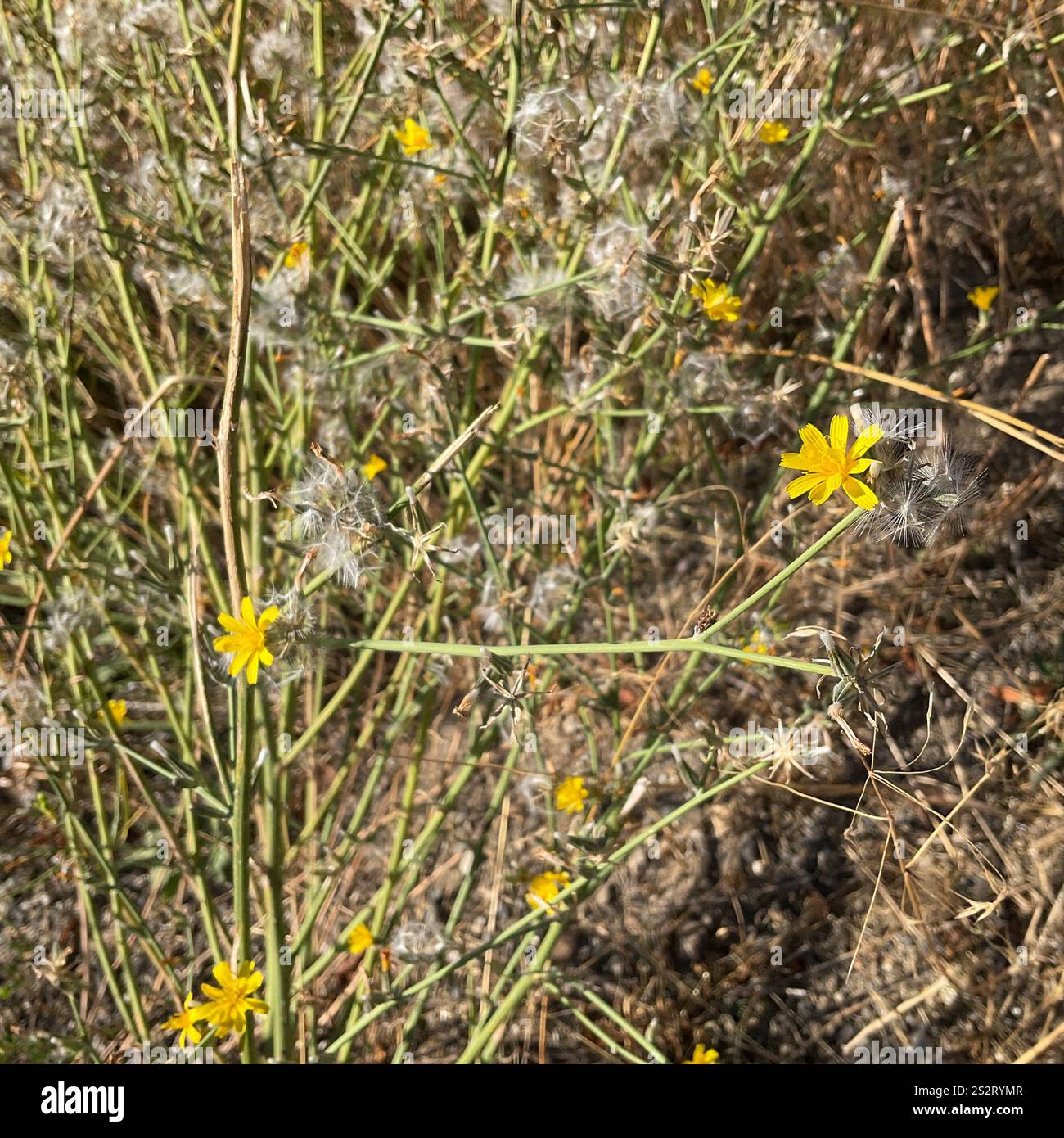 Rush Skeletonweed (Chondrilla juncea Stock Photo - Alamy