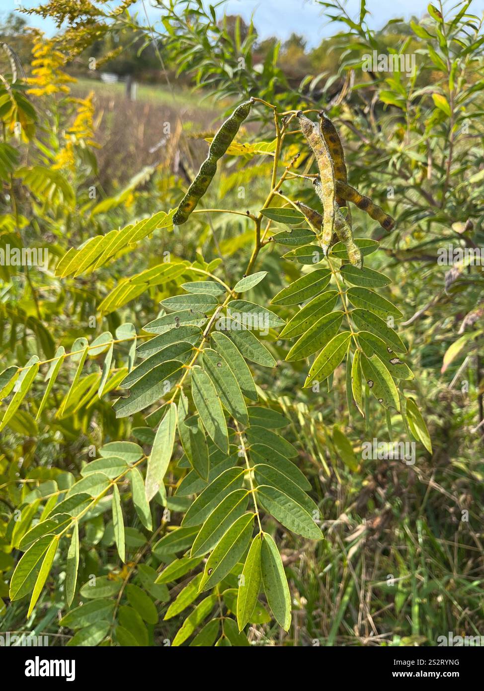 American senna (Senna hebecarpa Stock Photo - Alamy