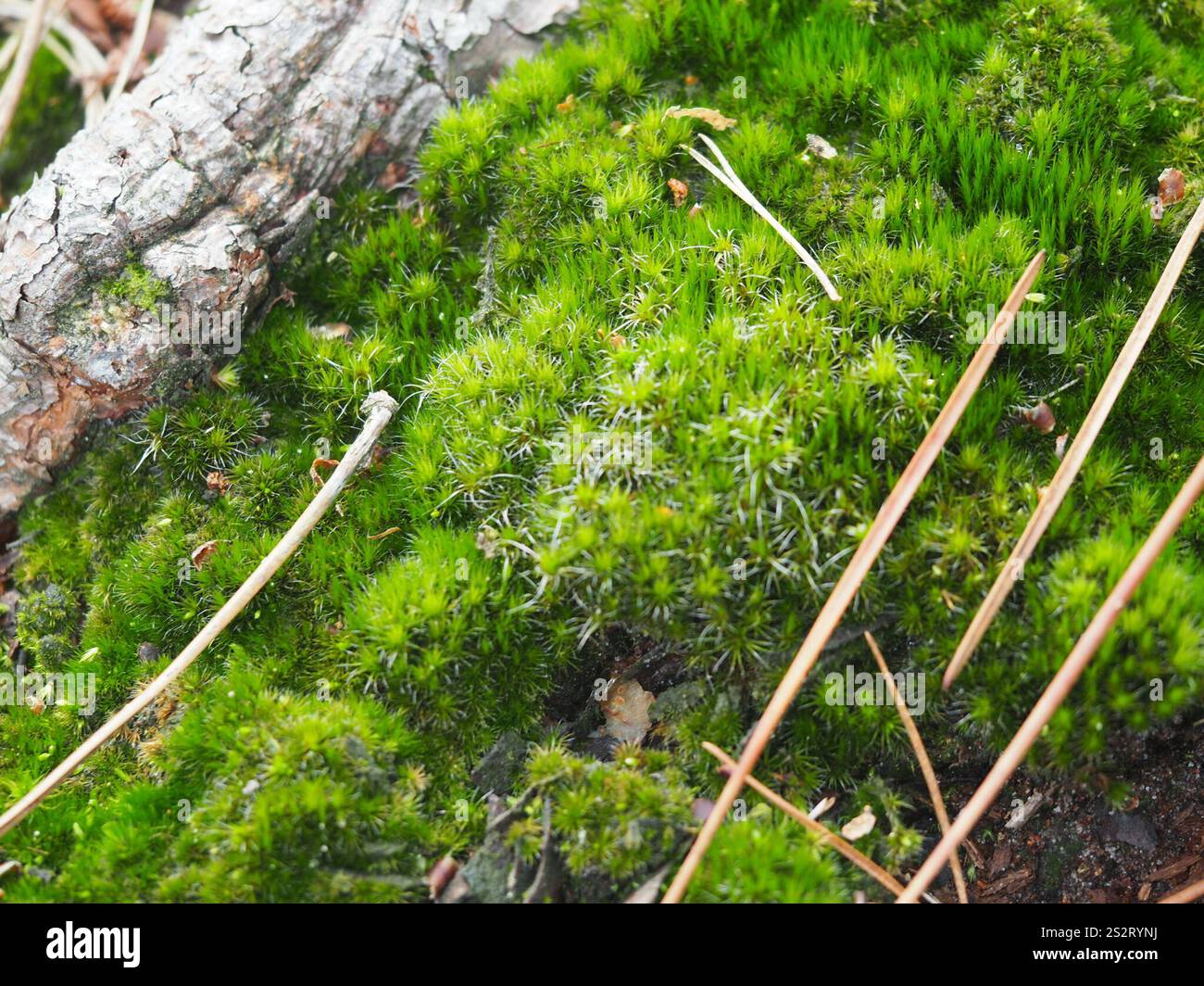 Heath Star-moss (Campylopus introflexus Stock Photo - Alamy