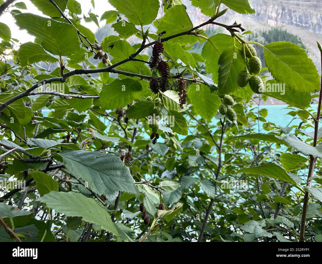 green alder (Alnus alnobetula Stock Photo - Alamy