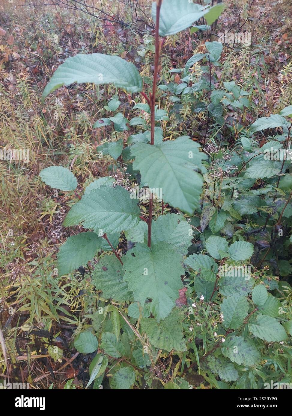 swamp alder (Alnus incana rugosa Stock Photo - Alamy