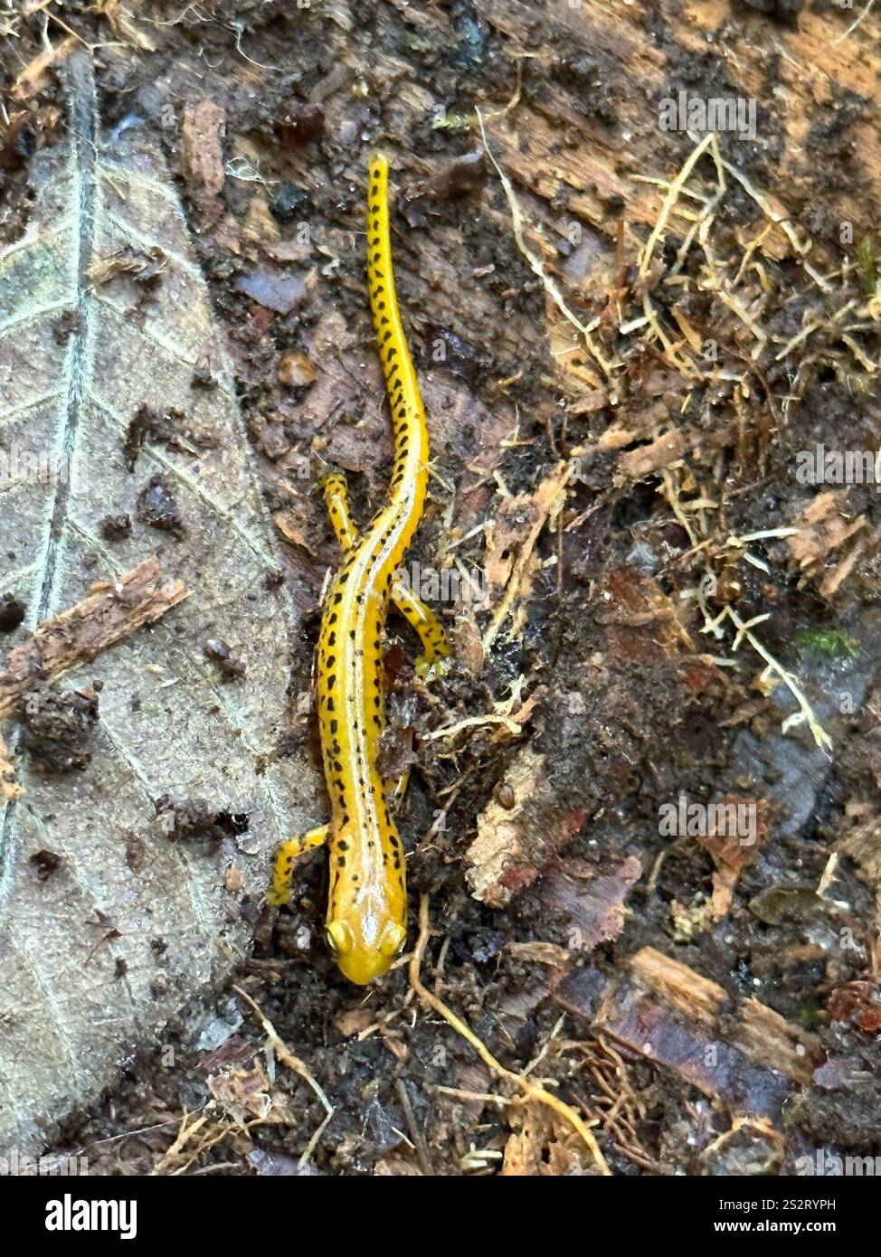 Long-tailed Salamander (Eurycea longicauda Stock Photo - Alamy
