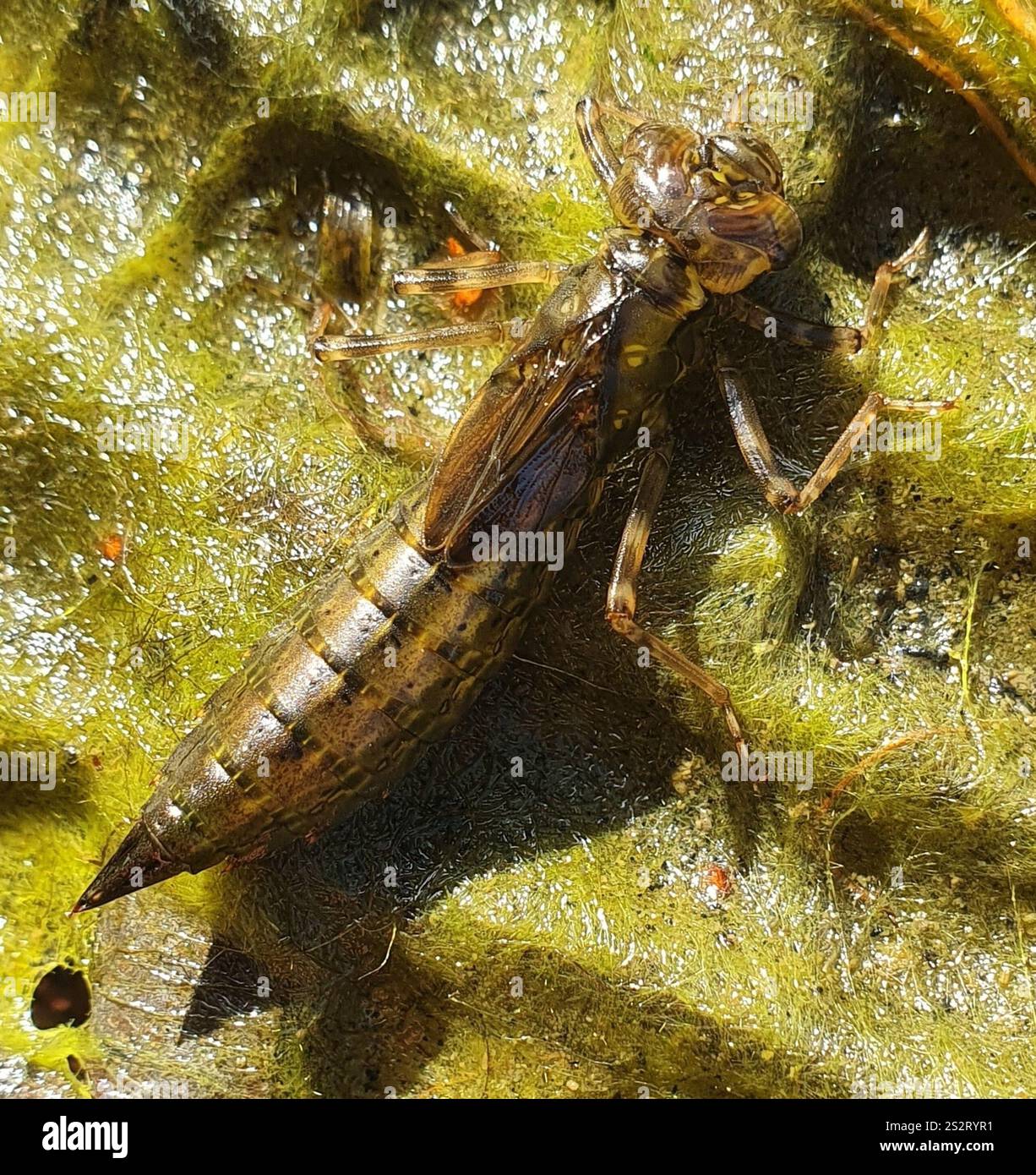 Hawkers and Typical Darners (Aeshna Stock Photo - Alamy