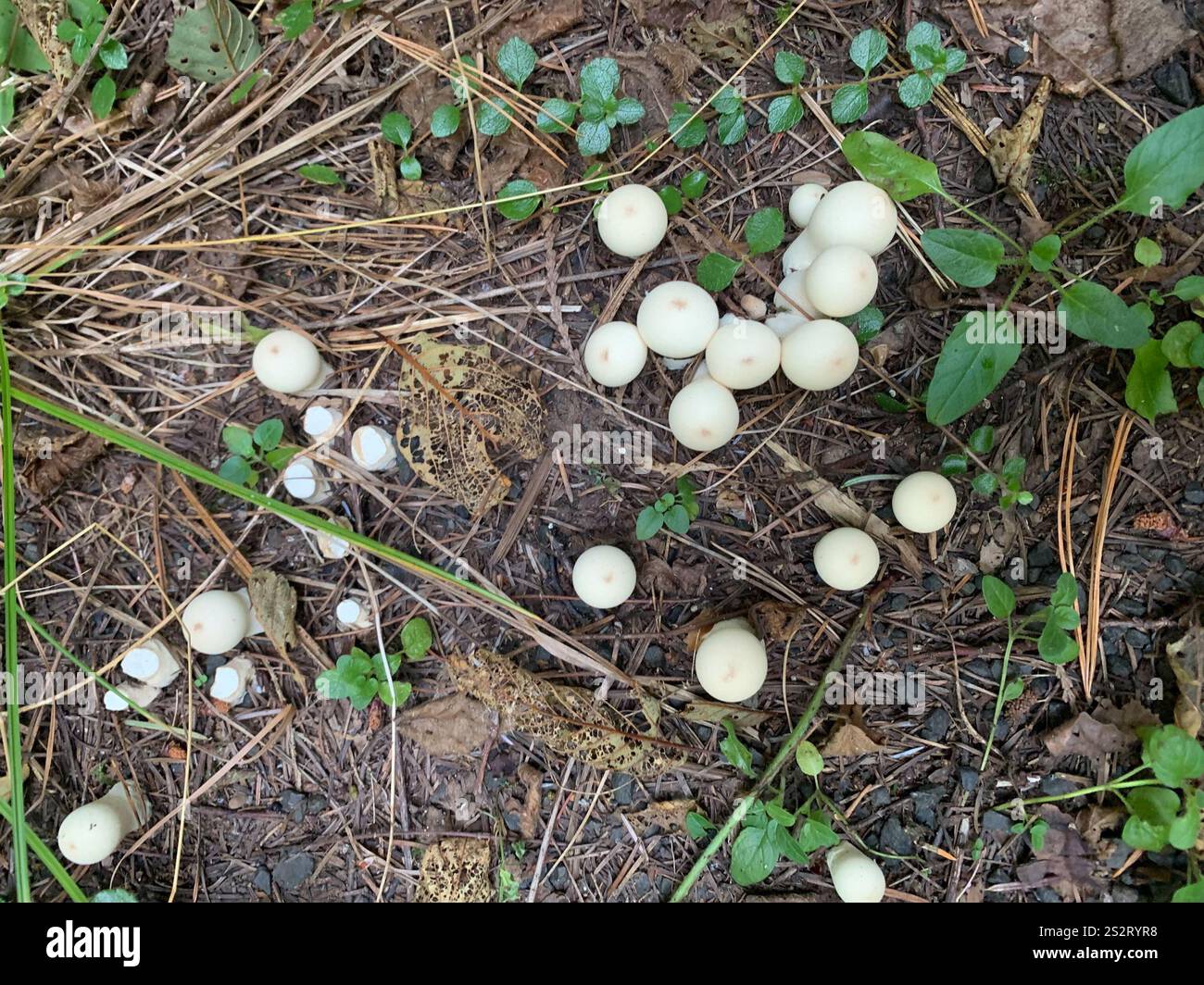 Pear-shaped Puffball (Apioperdon pyriforme Stock Photo - Alamy