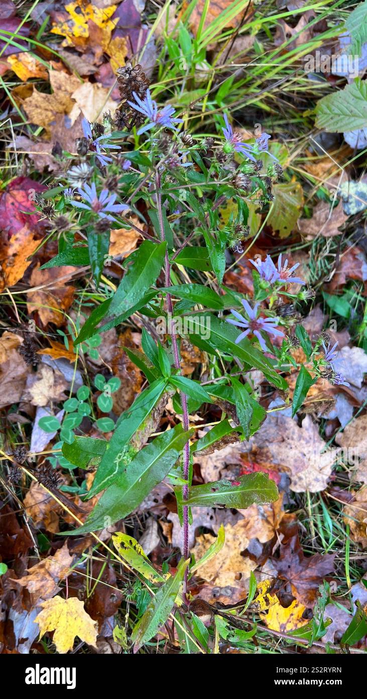 swamp aster (Symphyotrichum puniceum Stock Photo - Alamy