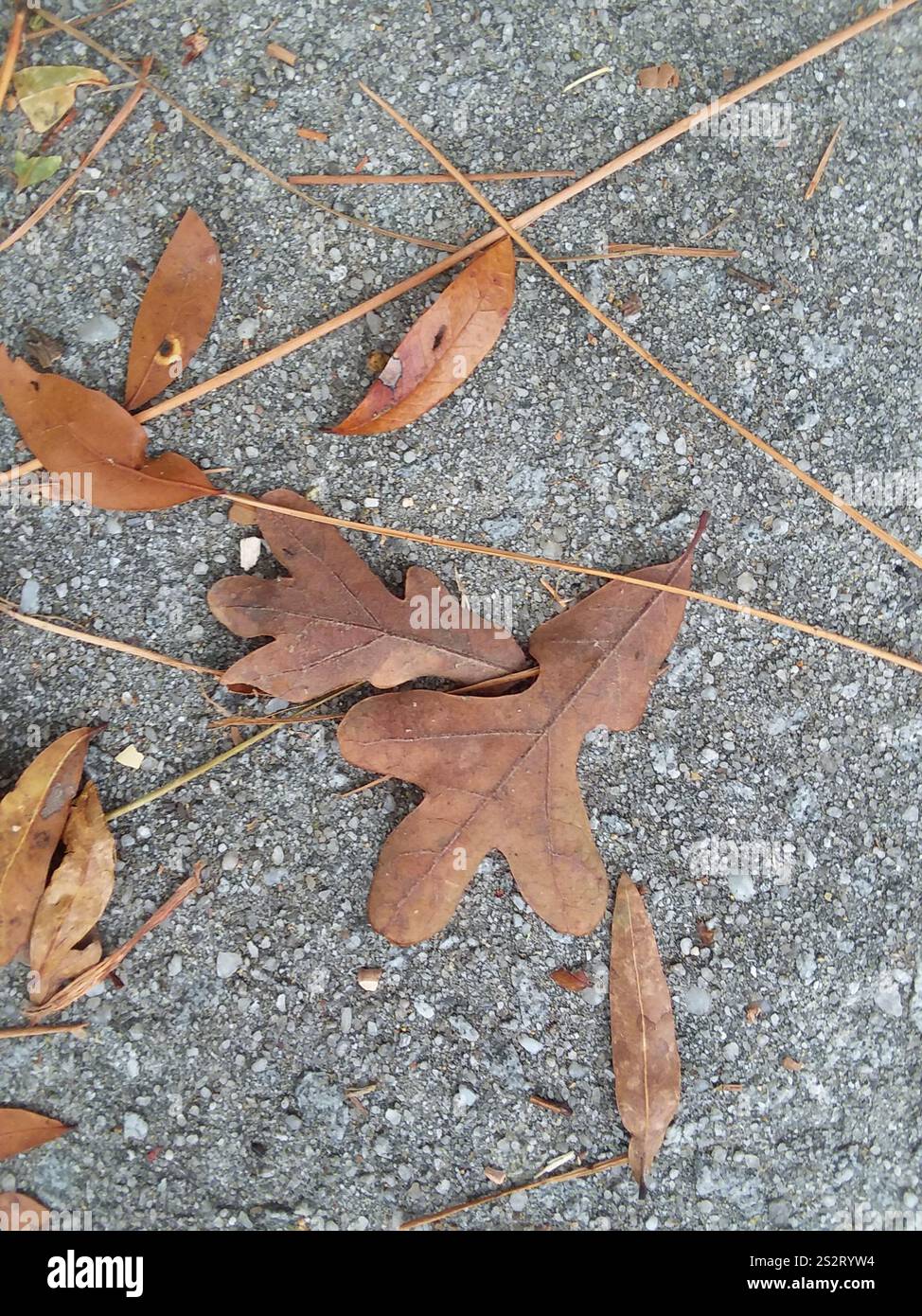 sand post oak (Quercus margaretiae Stock Photo - Alamy