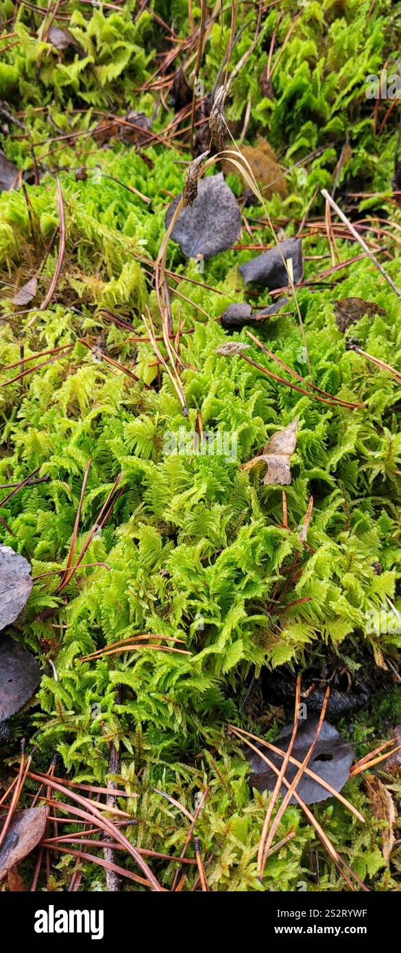 Ostrich-plume Moss (Ptilium crista-castrensis Stock Photo - Alamy