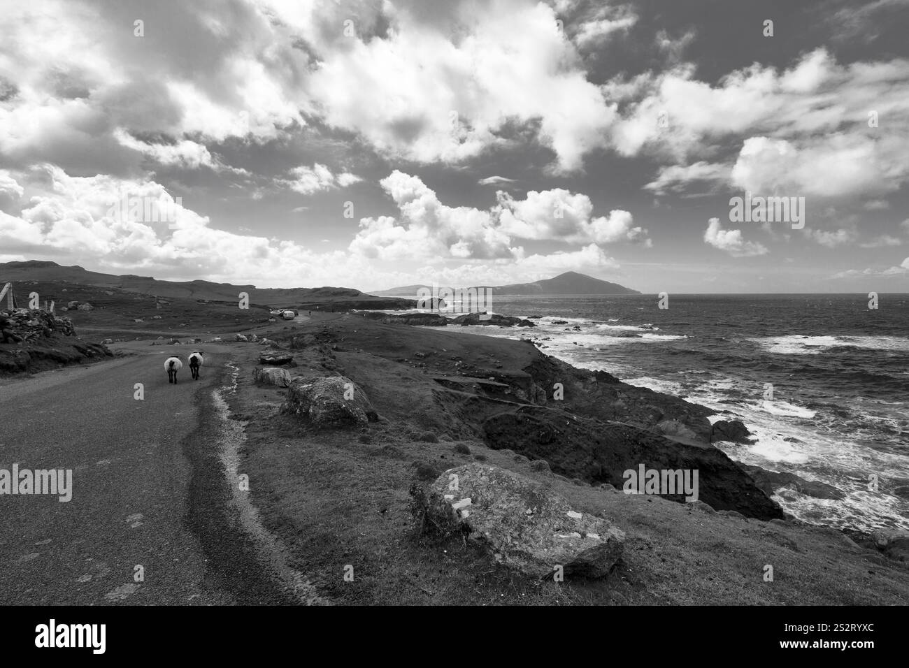 Two sheep walking on panoramic Atlantic Drive, spectacular coastline ...