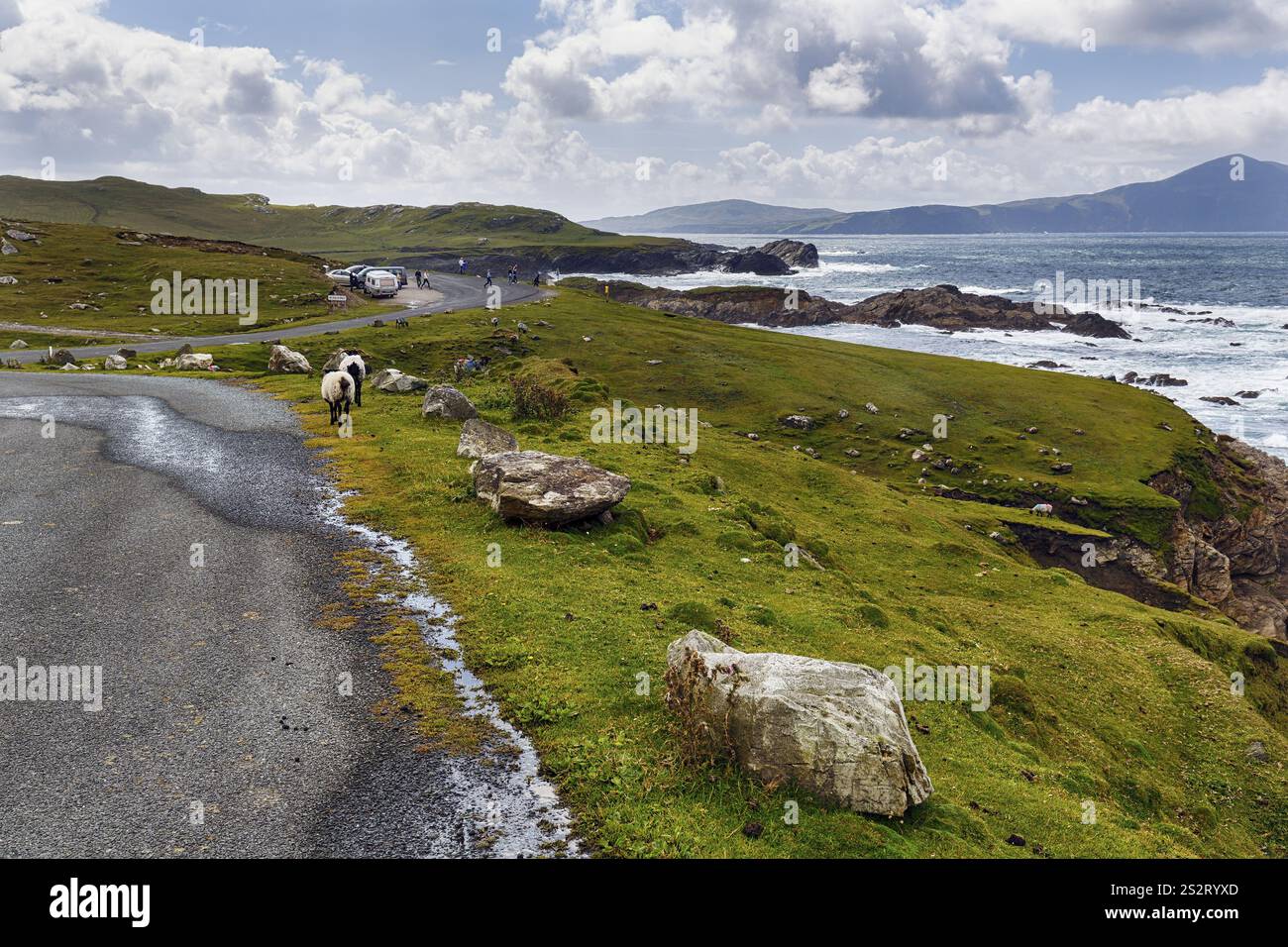 Two sheep walking on panoramic Atlantic Drive, coastline, viewpoint ...