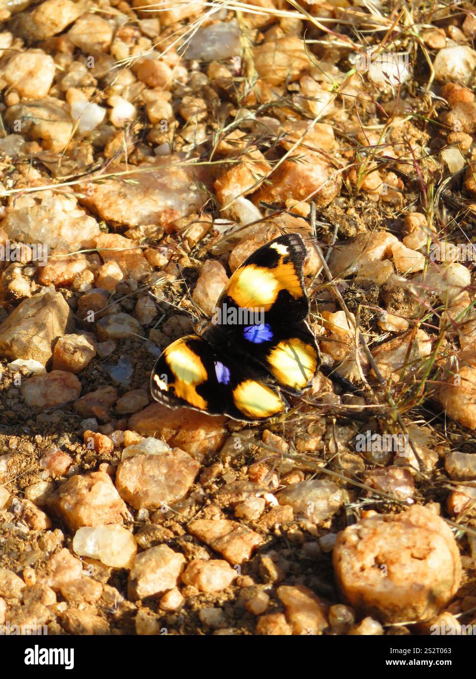 African Yellow Pansy (Junonia hierta cebrene Stock Photo - Alamy