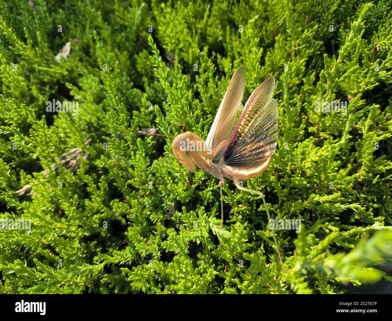 Chinese Mantis (Tenodera sinensis Stock Photo - Alamy