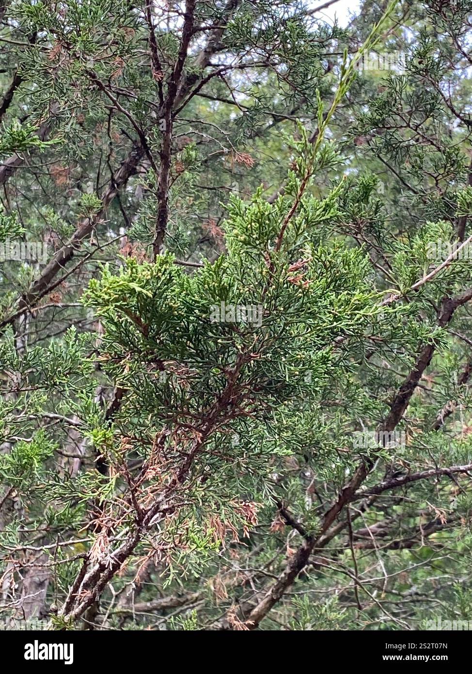 eastern redcedar (Juniperus virginiana Stock Photo - Alamy