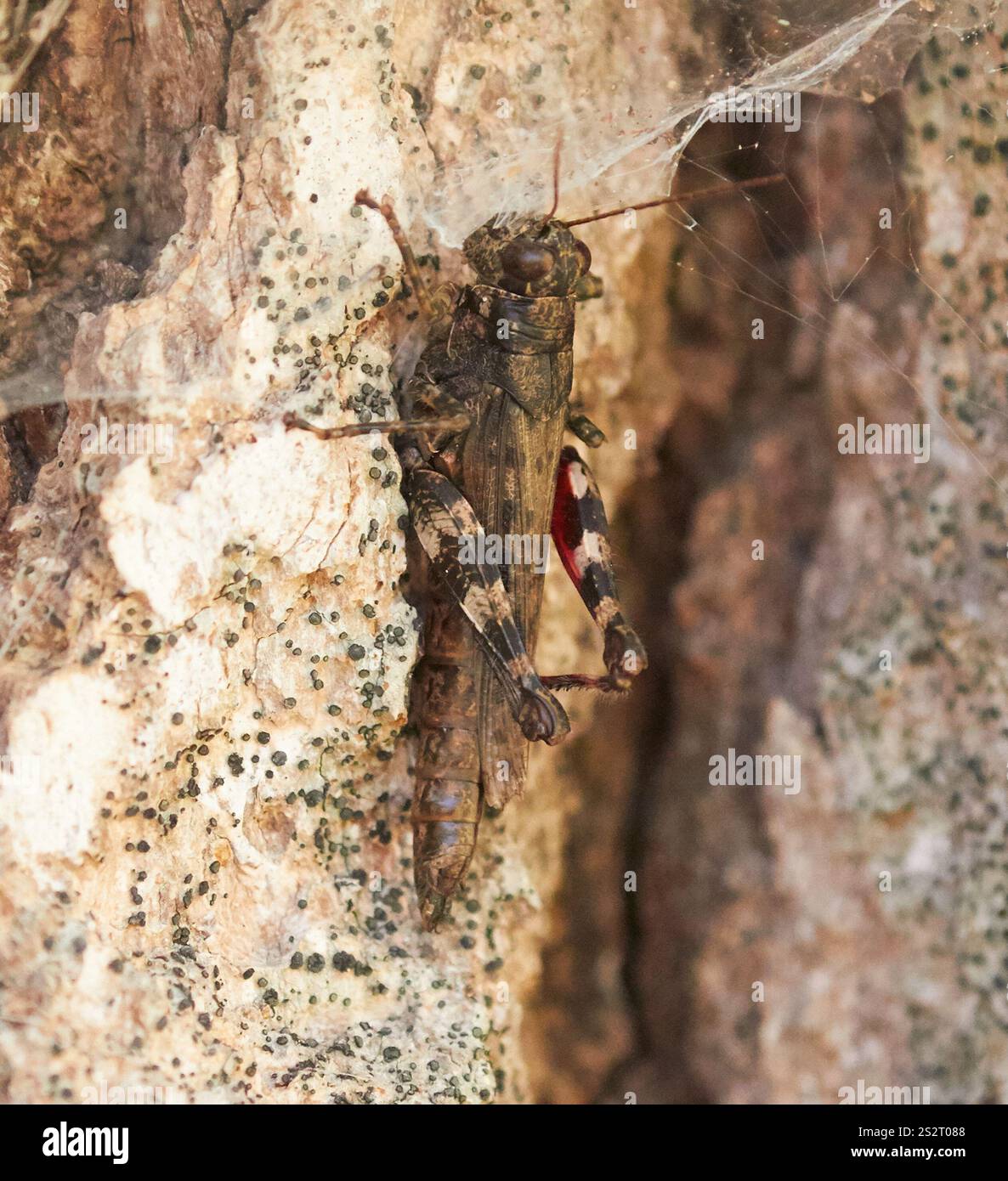 Pine tree Spur-throat Grasshopper (Melanoplus punctulatus Stock Photo ...