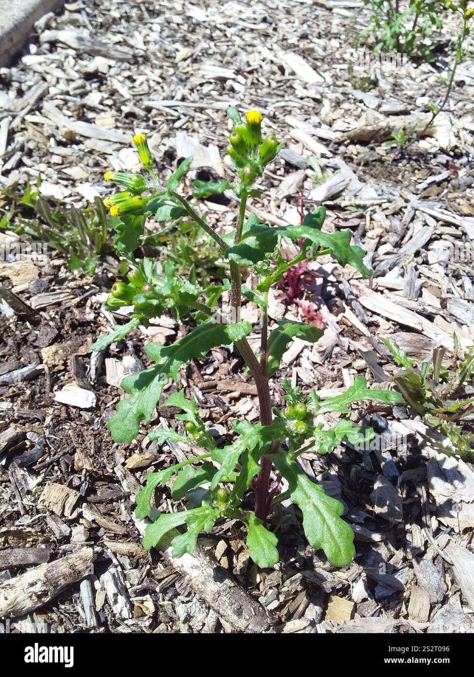 common groundsel (Senecio vulgaris Stock Photo - Alamy