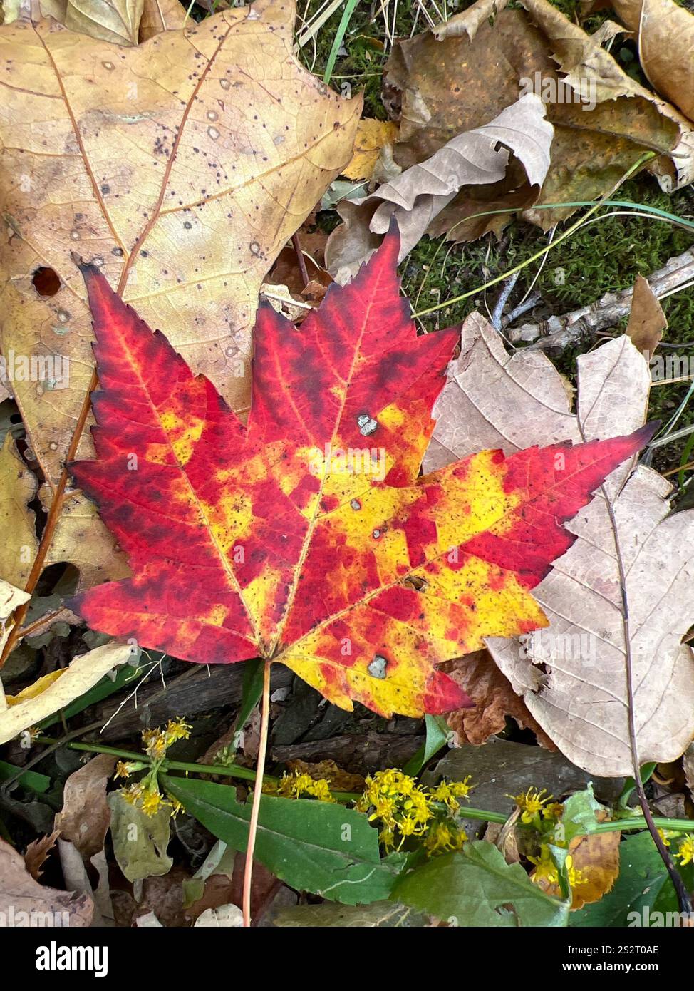 Eastern Red Maple (Acer rubrum rubrum Stock Photo - Alamy