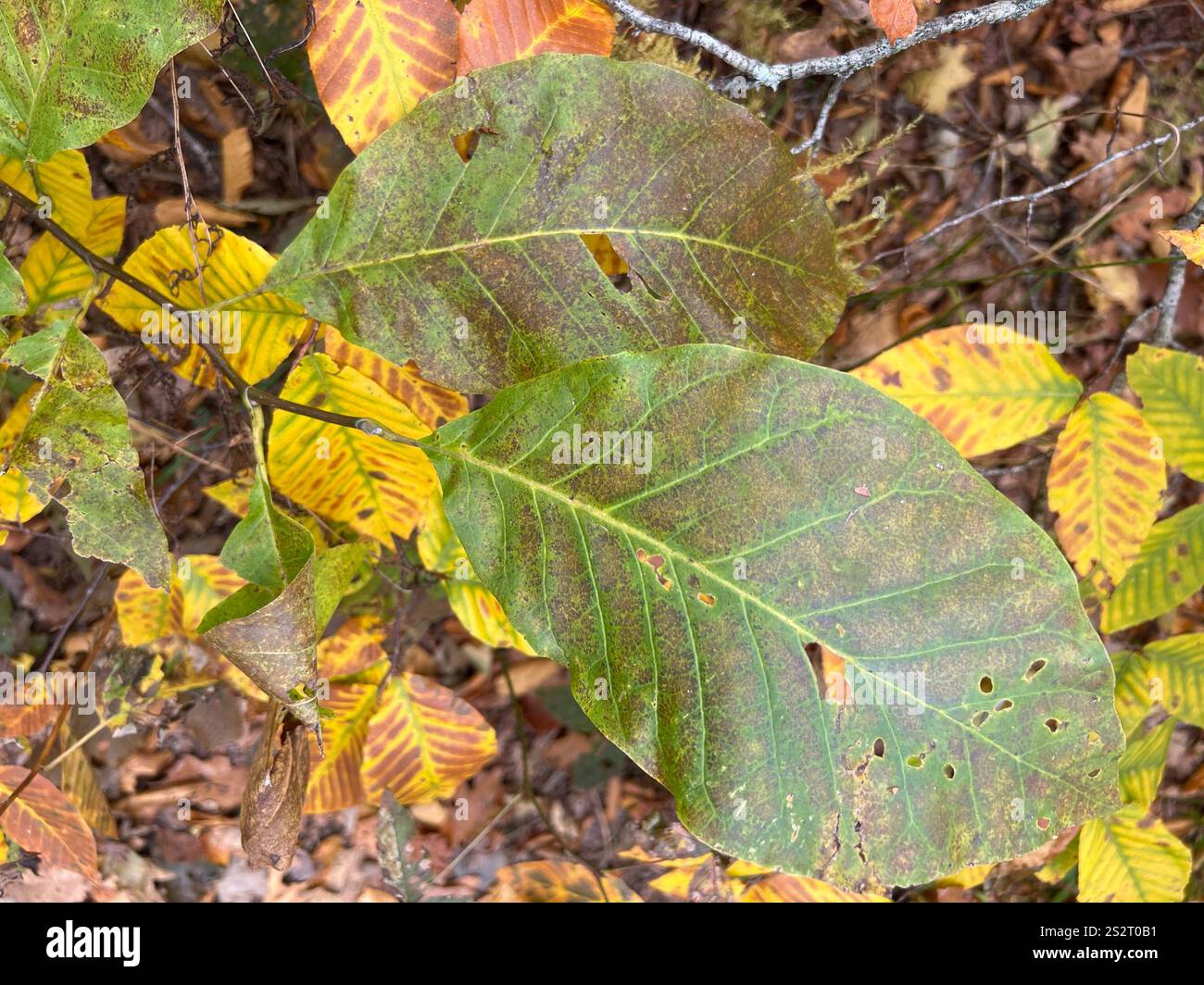 Cucumber-tree (Magnolia acuminata Stock Photo - Alamy