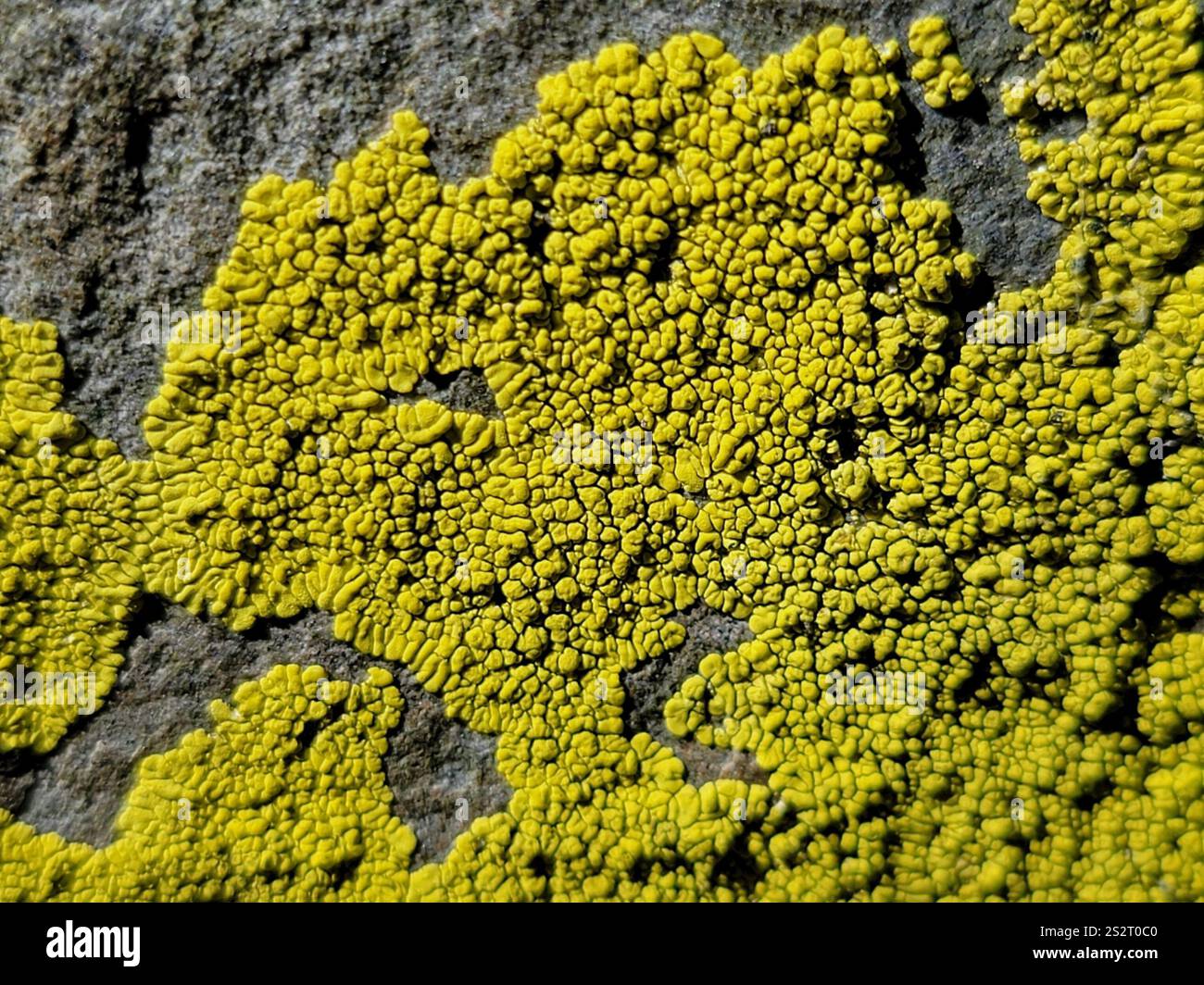 Gold Cobblestone Lichens (Pleopsidium Stock Photo - Alamy