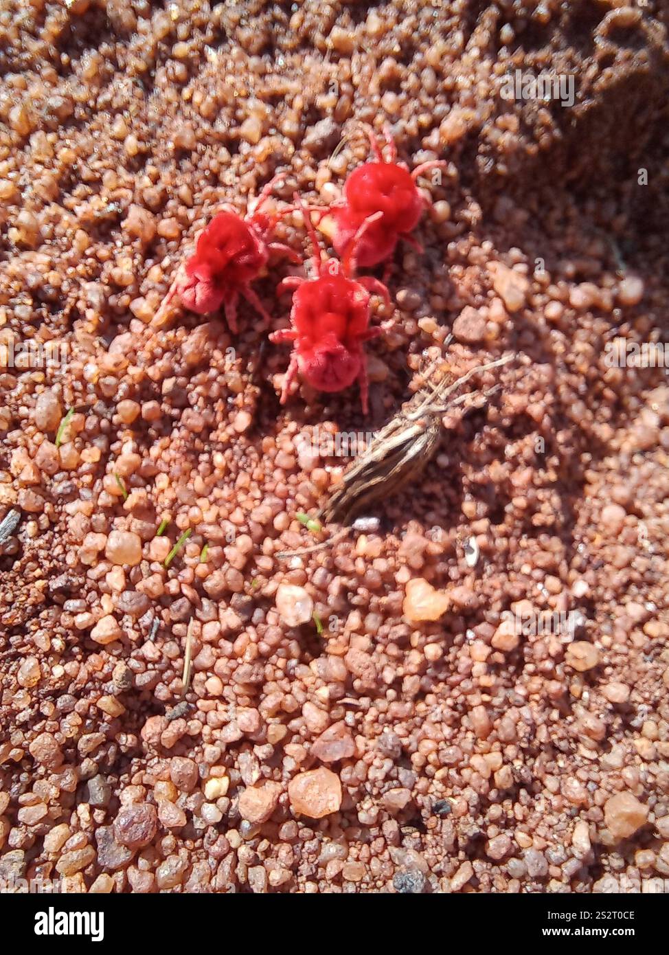 Giant Velvet Mites (Dinothrombium Stock Photo - Alamy