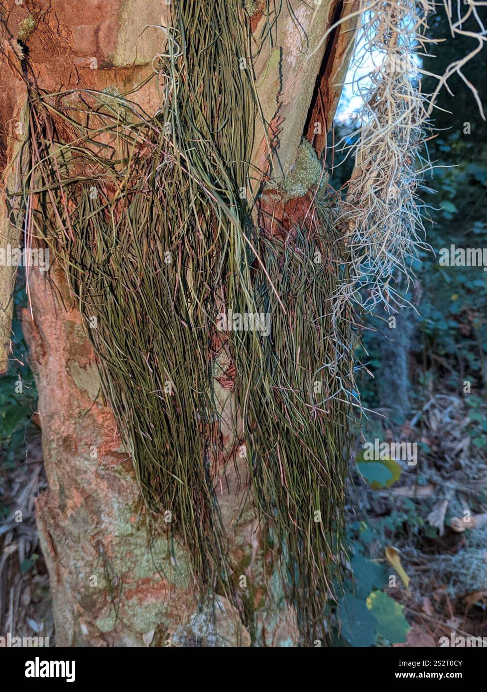 Shoestring Fern (Vittaria lineata Stock Photo - Alamy