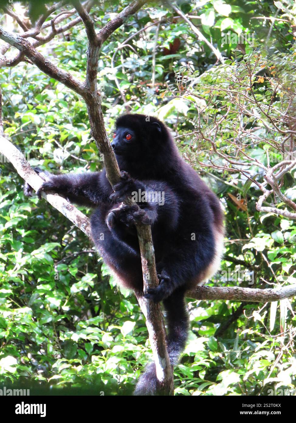 Edwards sifaka hi-res stock photography and images - Alamy
