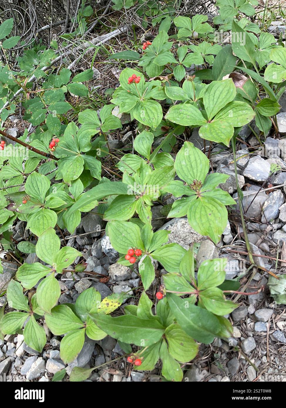 Western Bunchberry (Cornus unalaschkensis Stock Photo - Alamy