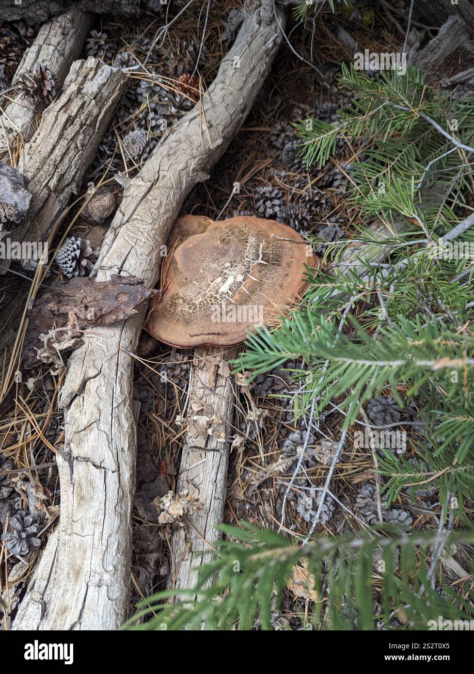 Willow Bracket (Phellinus igniarius Stock Photo - Alamy