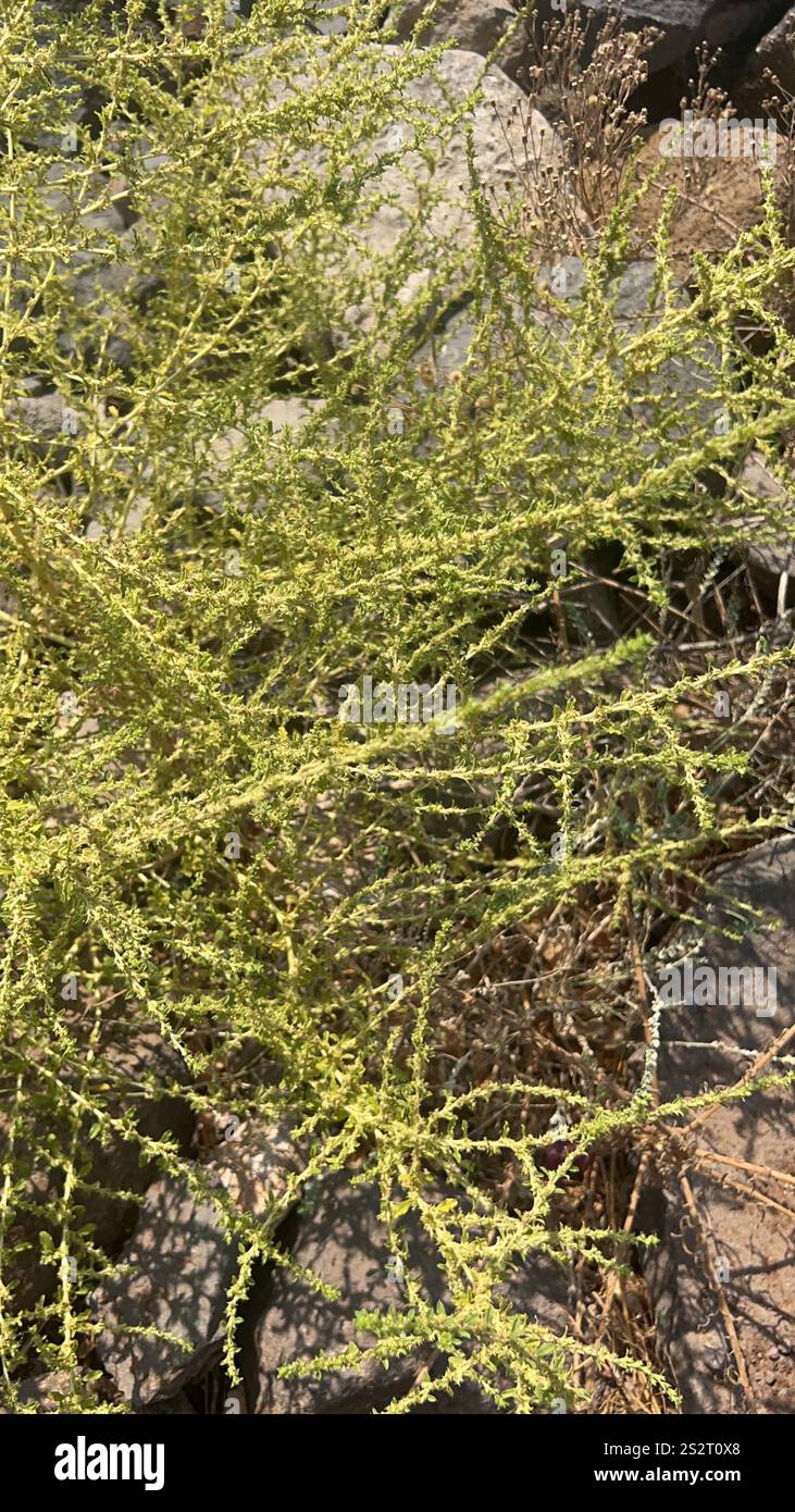 prostrate pigweed (Amaranthus albus Stock Photo - Alamy