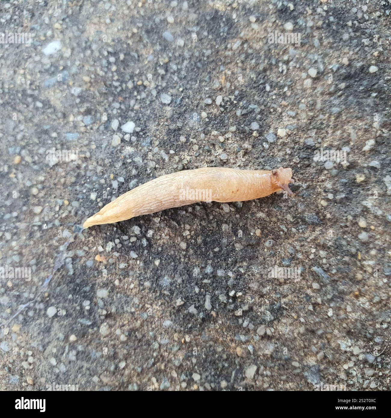 Milky Slug (Deroceras reticulatum Stock Photo - Alamy