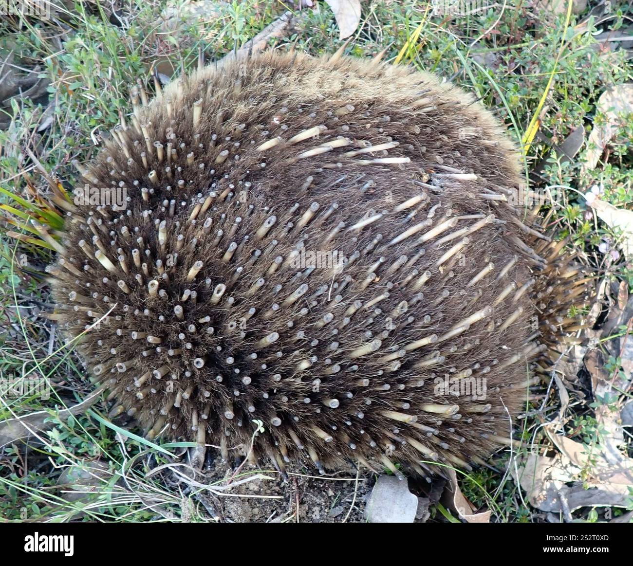 Tasmanian Echidna (Tachyglossus aculeatus setosus Stock Photo - Alamy