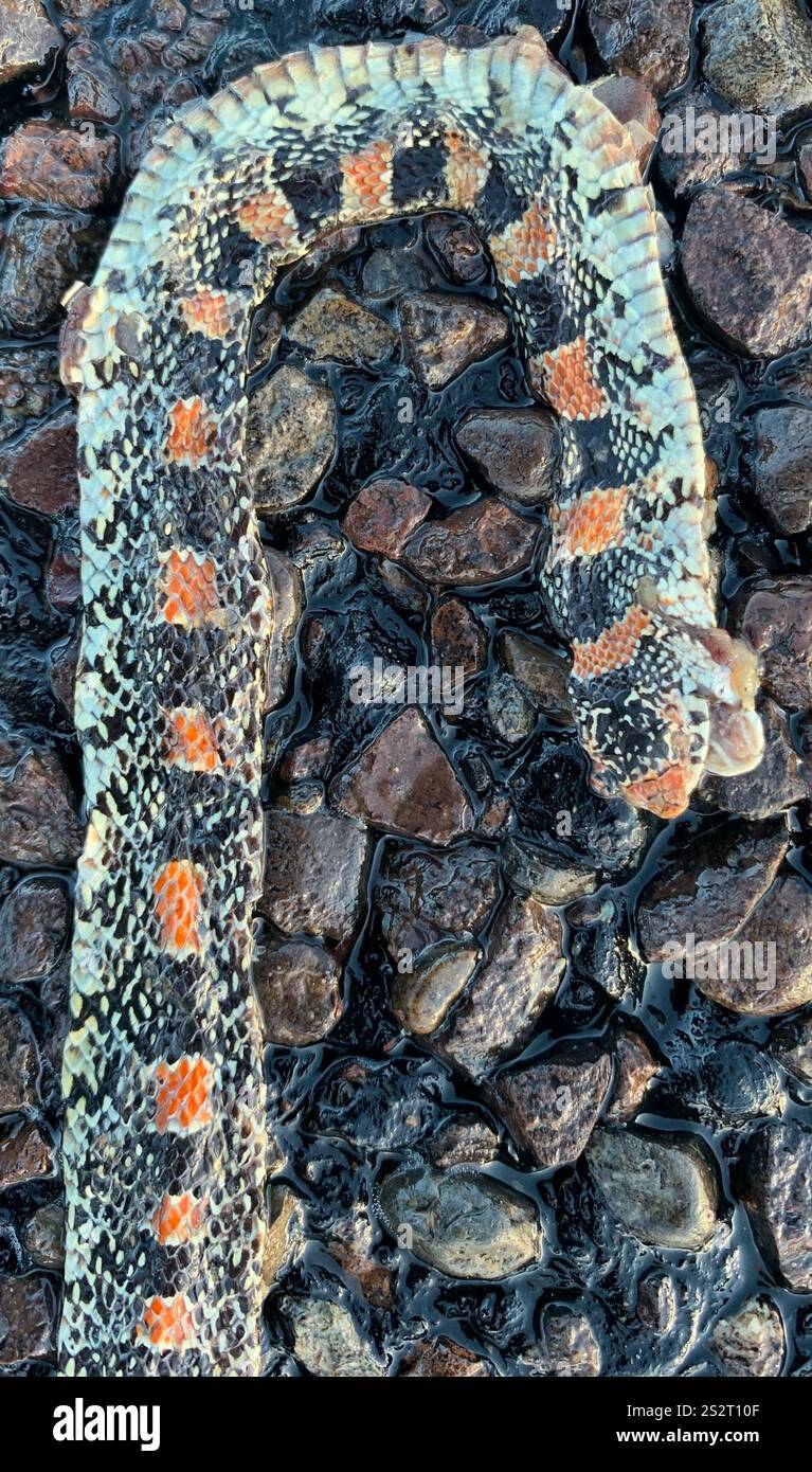 Long-nosed Snake (Rhinocheilus lecontei Stock Photo - Alamy