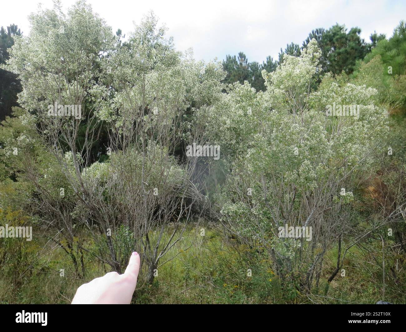 groundsel tree (Baccharis halimifolia Stock Photo - Alamy