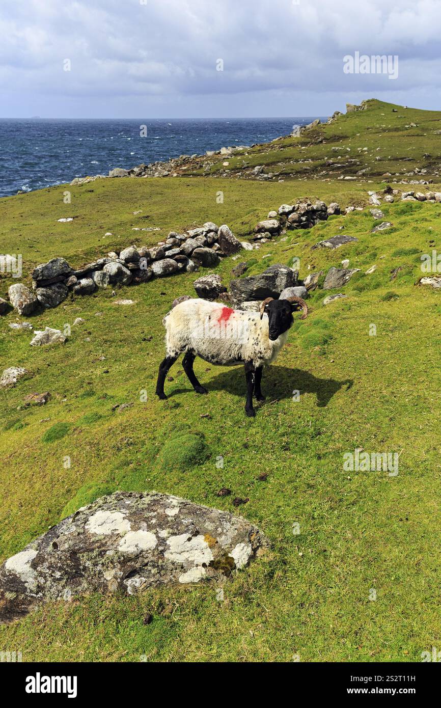 Sheep (Ovis aries) with black head and horns in a meadow, marked in red ...